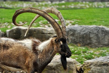 Bezoar Goat