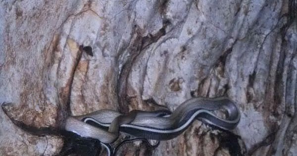 BIRD GROUP TAMAN NEGARA: Ular Gua - Cave Racer Taman Negara