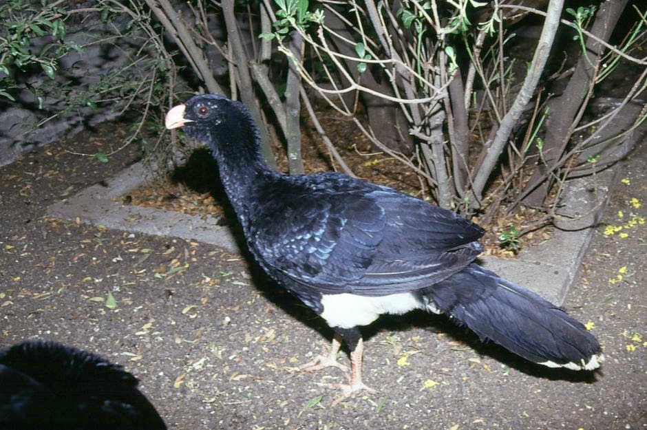Tierra de pavos, francolines, faisanes y perdices: Paují cola blanca ...