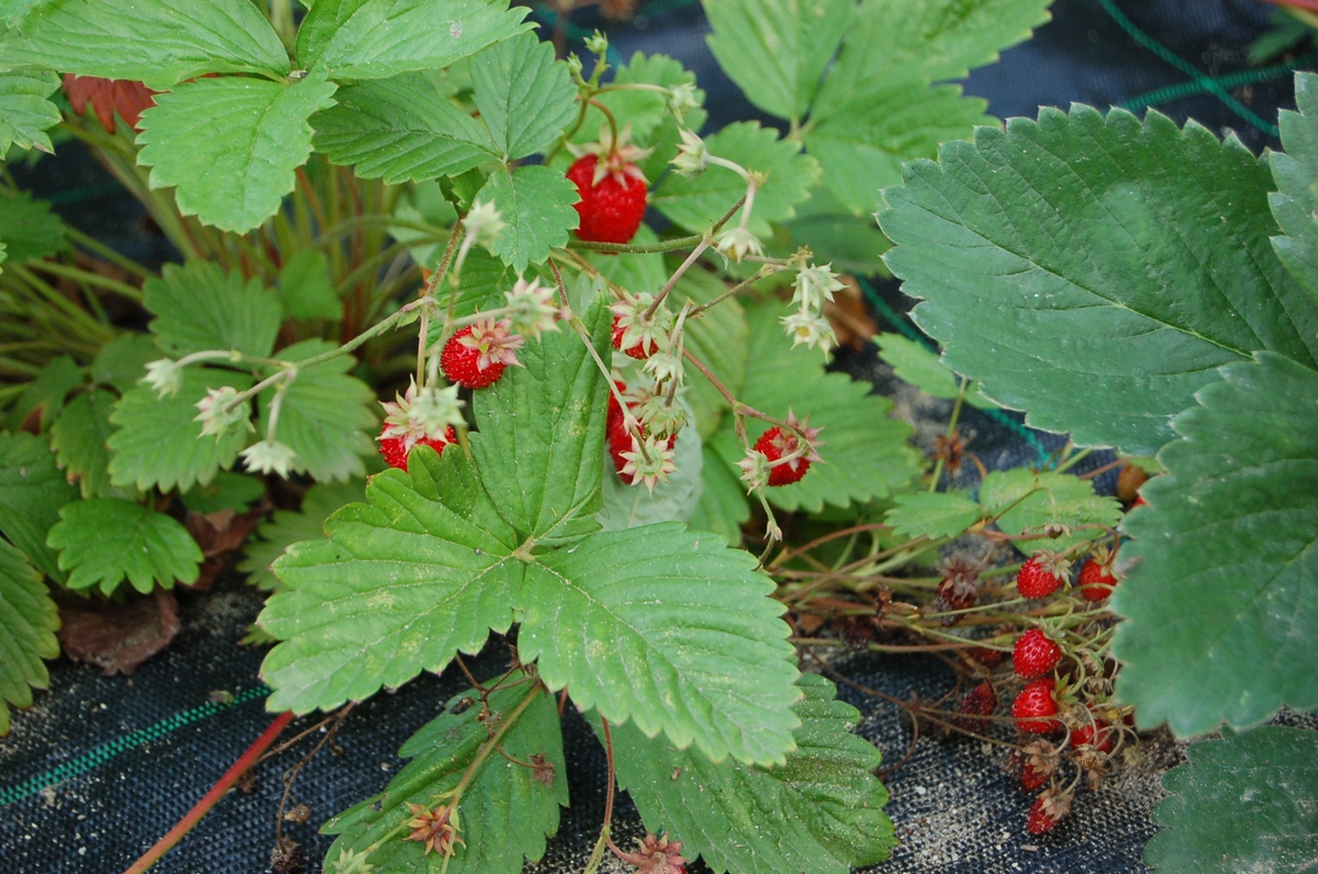 Blogredire: Ancora rosse