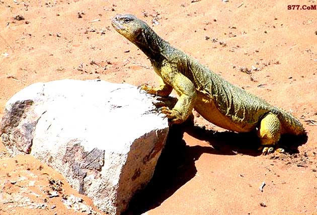 The Sinners Almanac: Dead Camel and Dhab Lizard, Guava and Zam-Zam ...