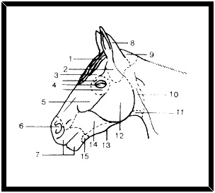 BERRANTEIRO CEZAR: Anatomia do cavalo