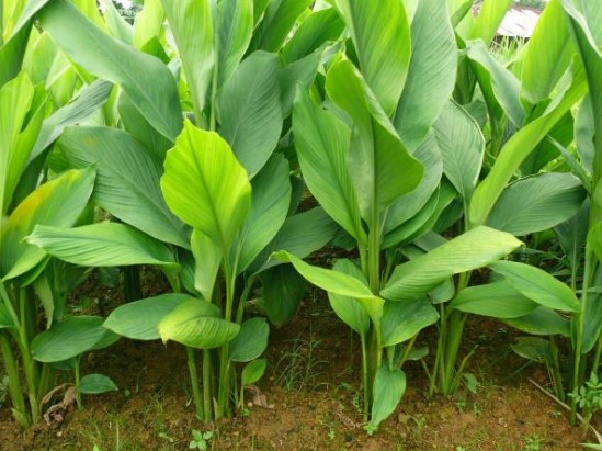 Bicara Mentari: POKOK TEMU LAWAK BANYAK KHASIAT