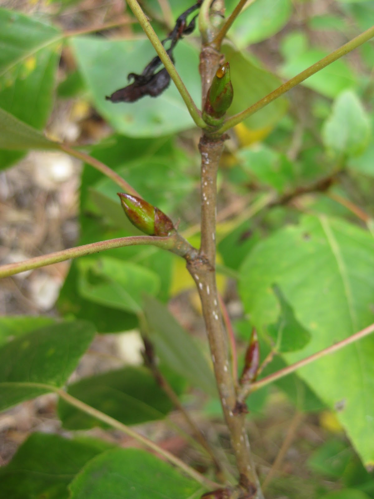 Trees of Santa Cruz County: Populus trichocarpa - Western Poplar