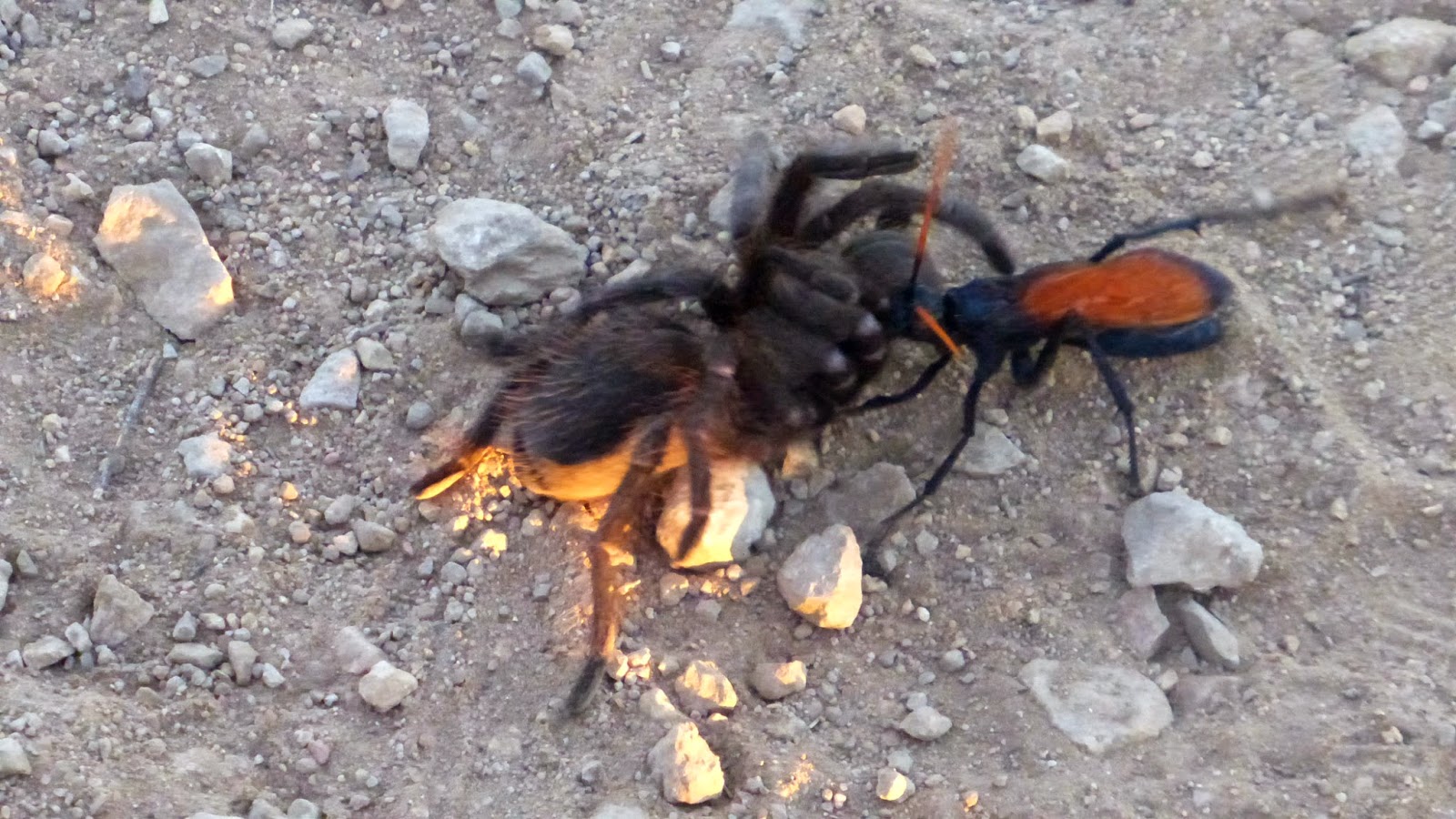 The Malibu Post: The Tarantula Hawk at Work