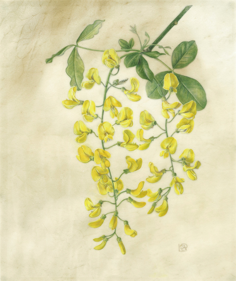 Botanical Sketches and Other Stories: Challenges! Painting the Laburnum