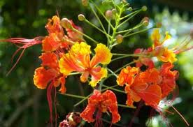 jenis-jenis bunga dan fungsinya dalam rangkaian ~ hana no uta