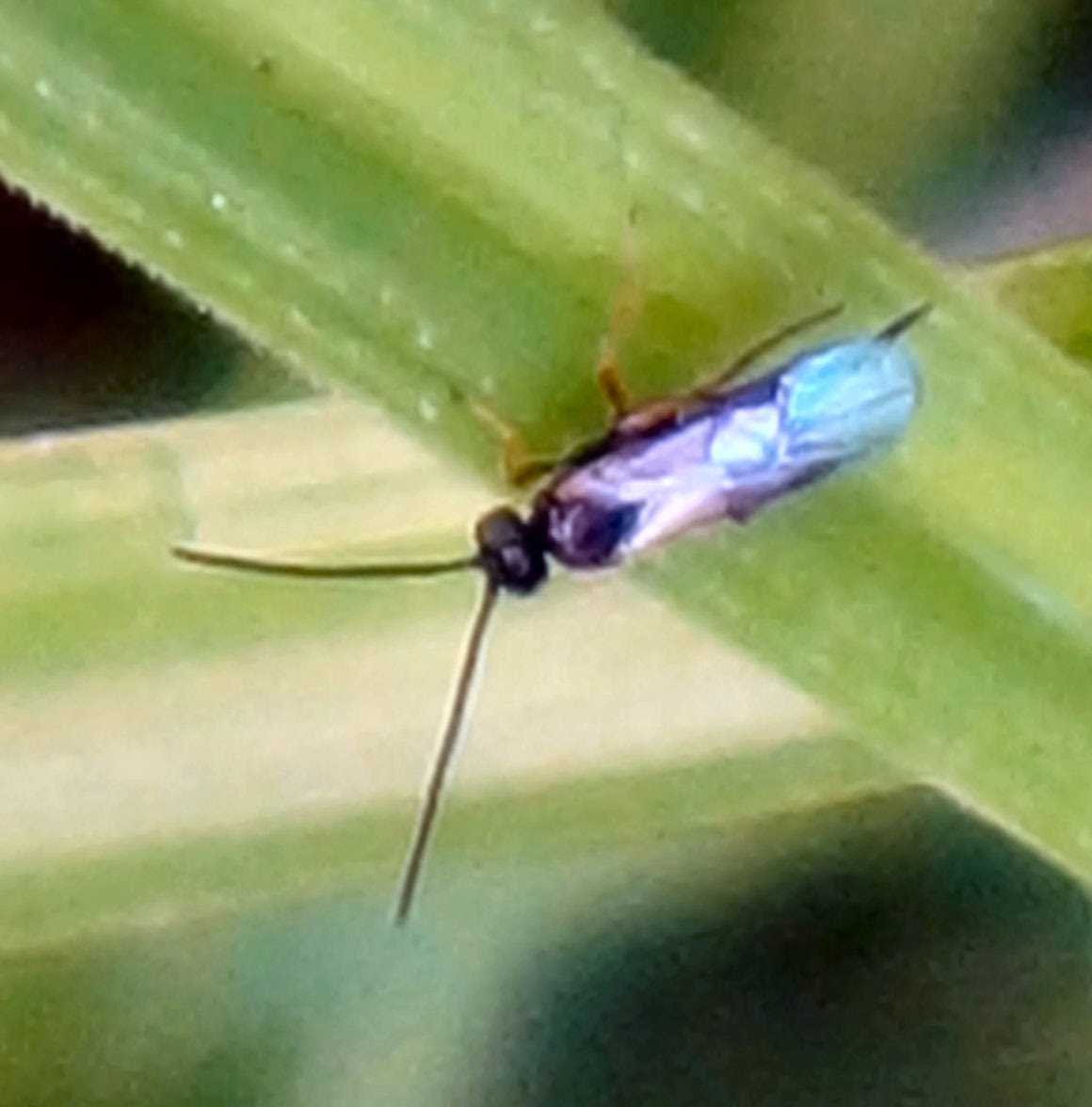 Foto Blog Puerto Rico: Fotos de Insectos en Puerto Rico