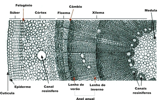 Tecidos - Histologia Vegetal: MERISTEMA SECUNDÁRIO