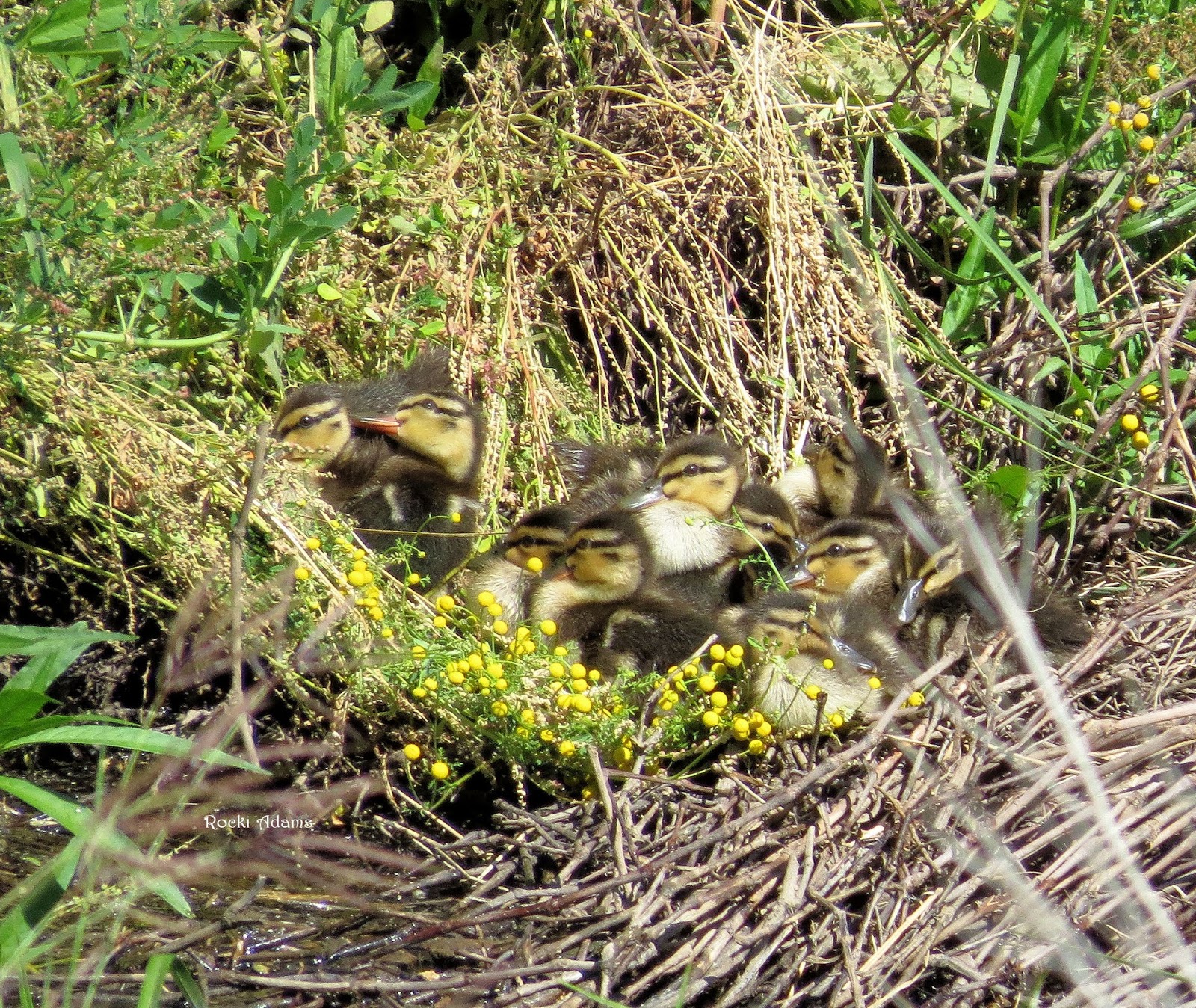 Birding with Tattooed Bird Nerds