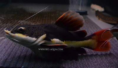 Short Body Red Tail Catfish ~ Big Aqua