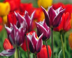 GAMBAR BUNGA: BUNGA TULIP
