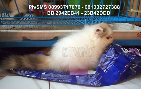 Hamster Dan Kucing Persia Murah Surabaya: KUCING PESEK / PIGNOSE ...