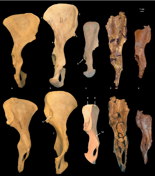 Paleoantropología hoy: Sivapithecus prueba que el patrón ortógrado de ...