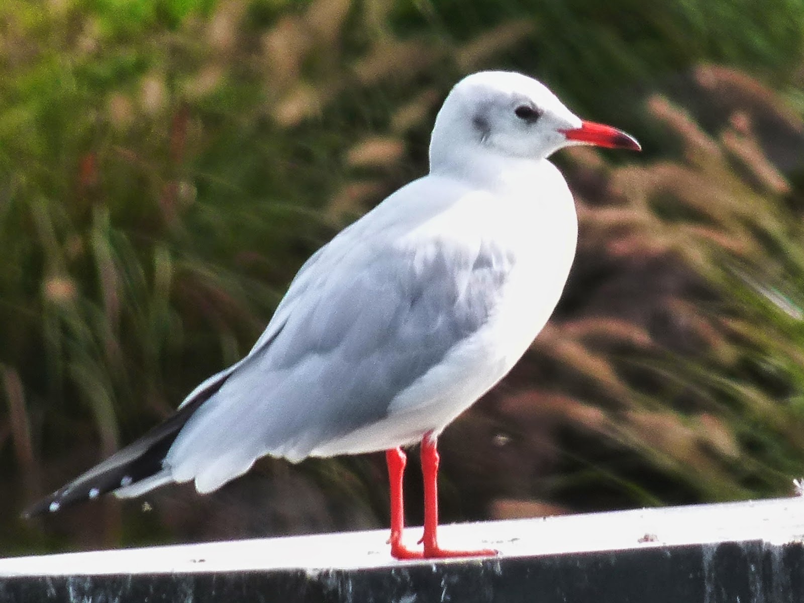 Faune Flore d'Ul: Mouette