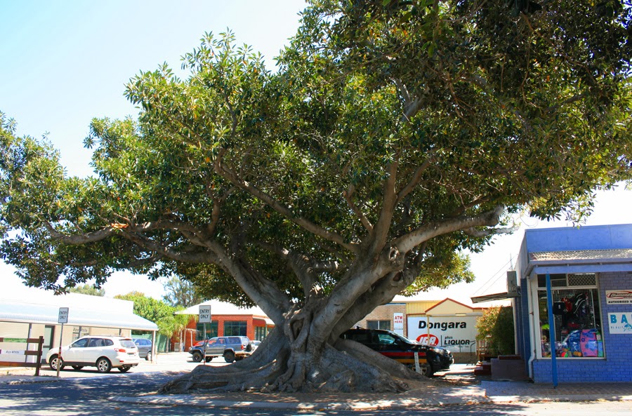 53 Buddhas and Me .................My Life Adventures.....: Melbourne ...