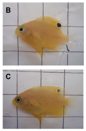 Inkfish: Fish Grow Big Fake Eyes When Predators Are Near
