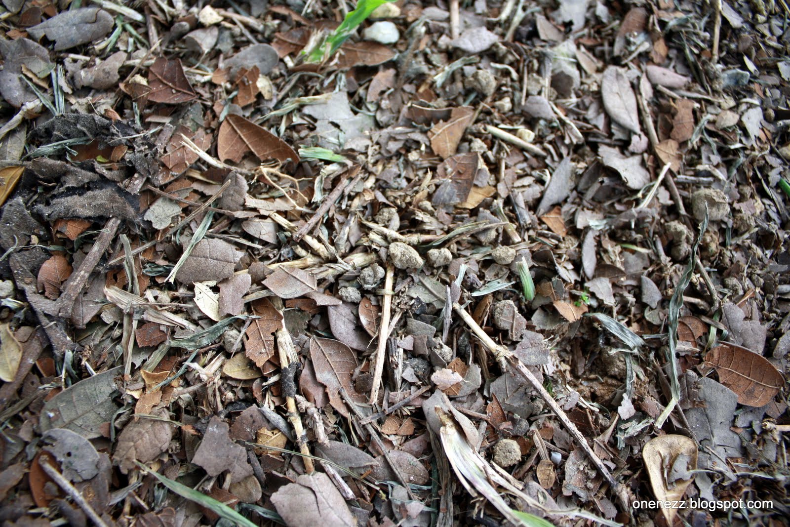 Onenezz: Collecting Earthworm Castings