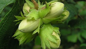 alunul planta medicinala-hazelnut herb | Farmacia Naturală