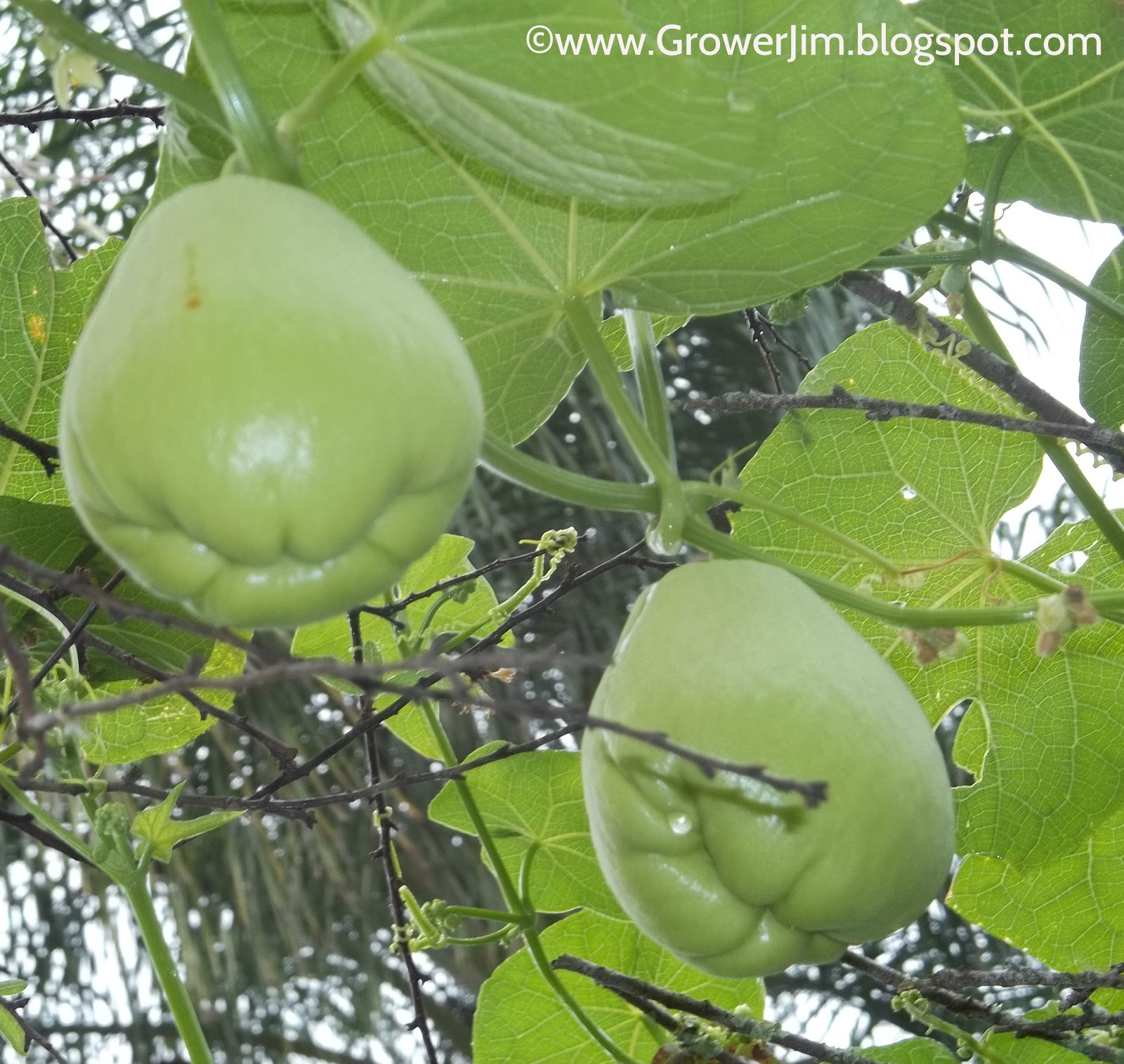 Garden Adventures: Chayote (Sechium edule)