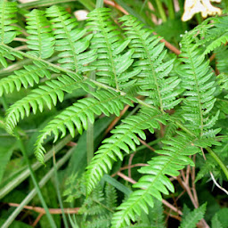 DISFRUTAR CON EL HUERTO Y EL JARDÍN