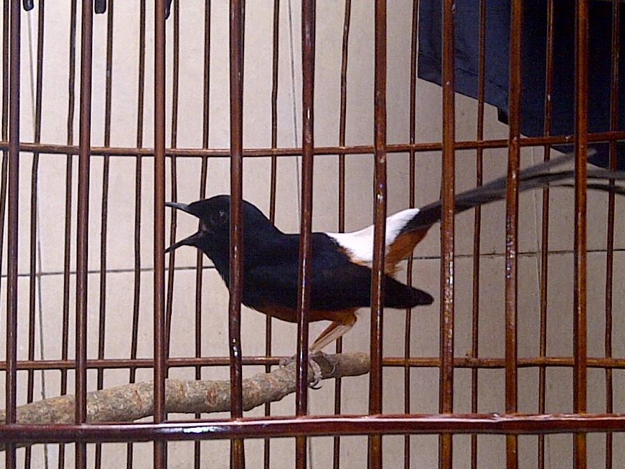 Harga Murai Batu Nias Terbaru Januari 2017 HARGA BURUNG KICAU TERBARU ...