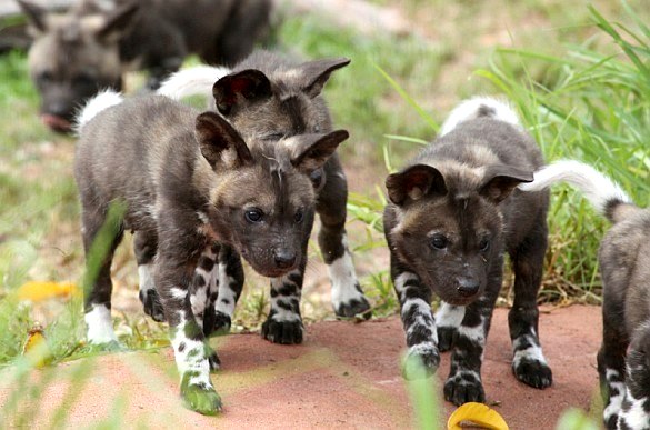 Natureza e Vida: O FILHOTE DO MABECO, TAMBÉM CONHECIDO COMO CÃO ...