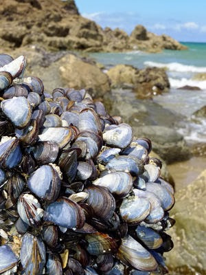 Biomimicry Design: Inspired by Nature: Mussel Glue Could Save Lives