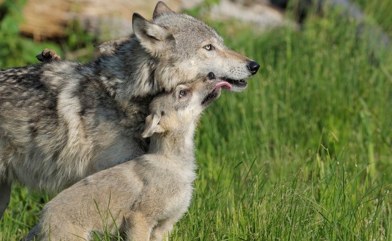 White Wolf : Wolves And Their Charming Miniature Versions (12 Pics)