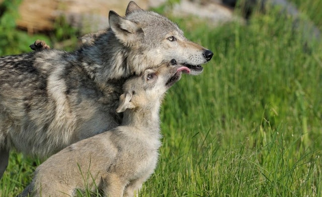 White Wolf : Wolves And Their Charming Miniature Versions (12 Pics)