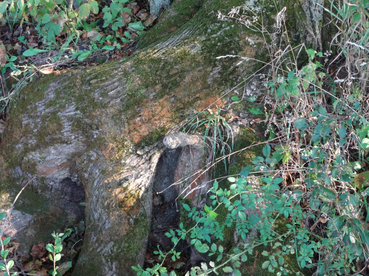 Dog's Plot: Sex, Trees, and the Single Parent