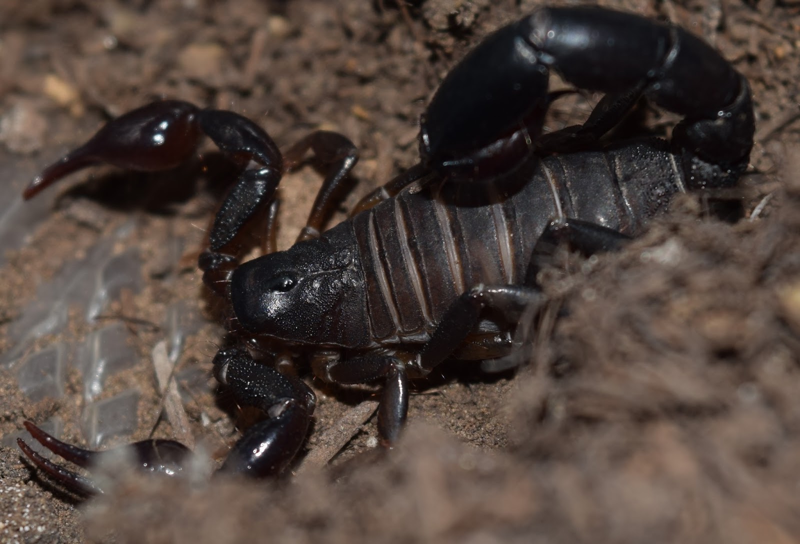 Escorpiones de Chile