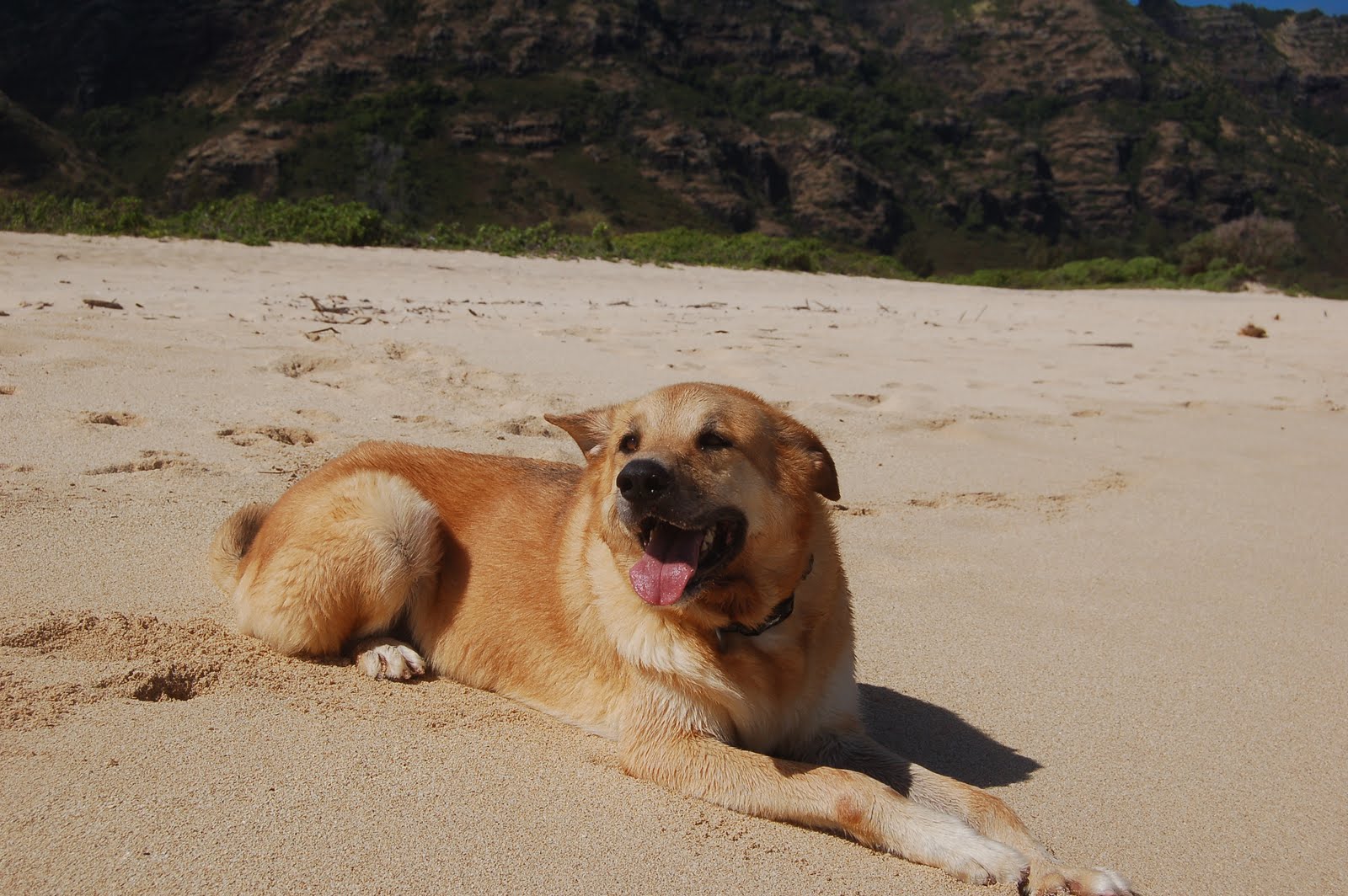 runvemrun in Hawaii: Mokuleia Army beach - Dog Friendly Beach Park