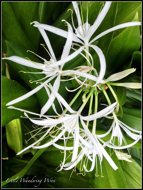 Vanuatu in full bloom - LittleWanderingWren