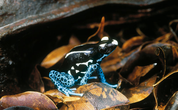 Você já viu um sapo azul? | Blog sobre o PAS-UnB