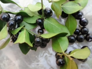 Safari ya Baringo: Edible indigenous plants within forests of Baringo