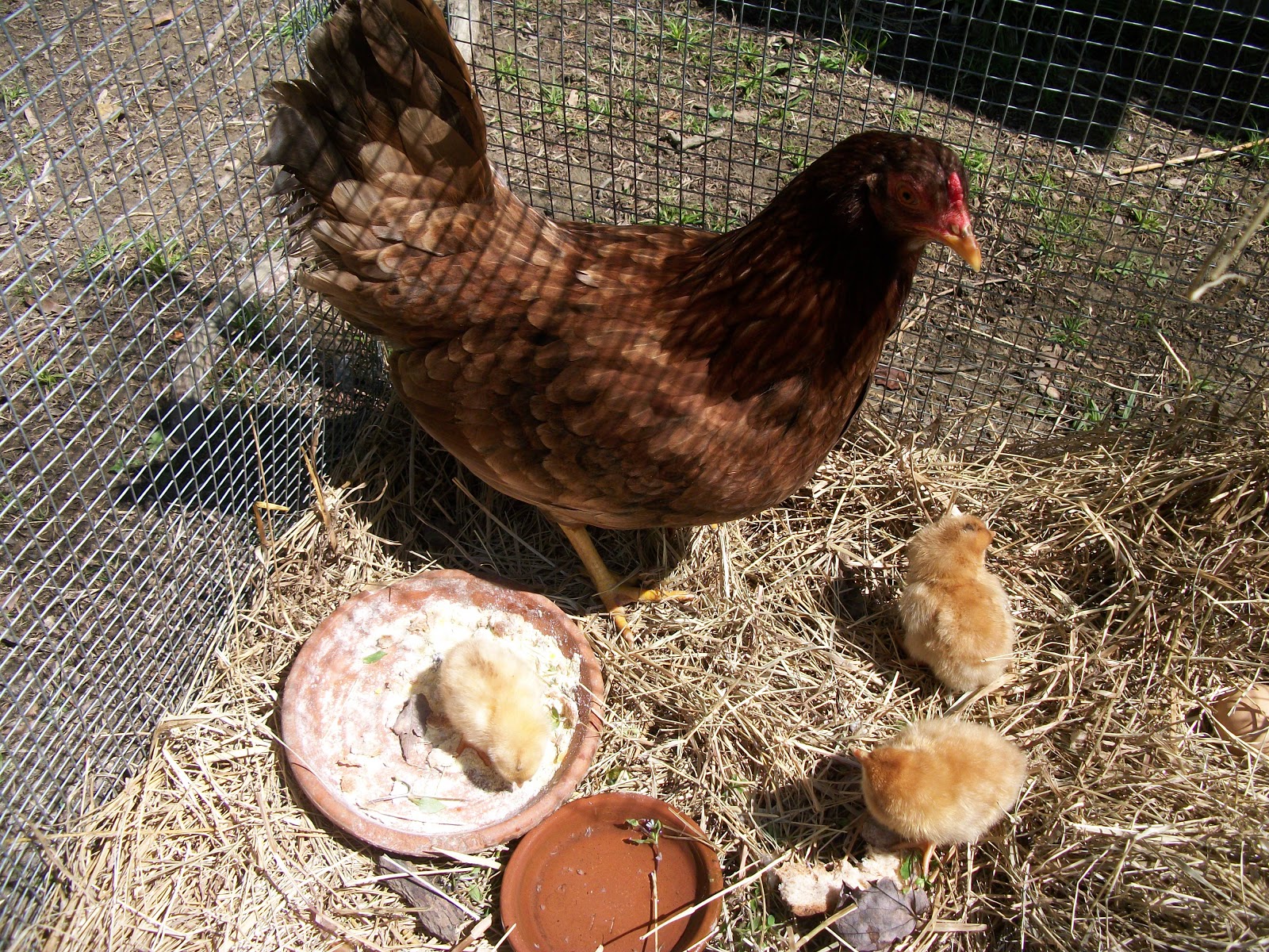 Henny Penny Lane: Baby Chicks