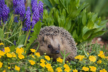 The Hedgehog Manor: A Hedgehog's Calendar - Spring