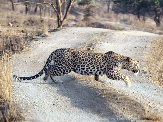Beauty Of Gir Forest Gujarat.: Leopard in Gujarat
