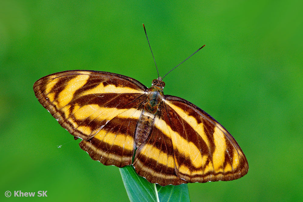 Butterflies of Singapore: Sergeants of Singapore