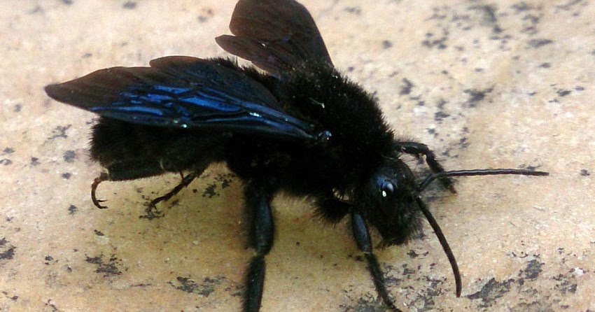 Insetologia - Identificação de insetos: Provável Mamangava de Chão no ...