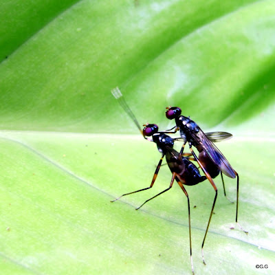 Nature Wonders Gershonized: More New Guinea insects זחלים עכבישים ...