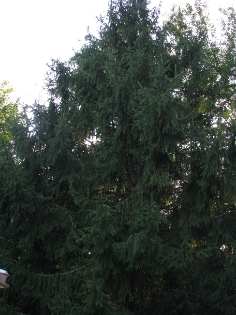 A Haven for Vee: Ditto