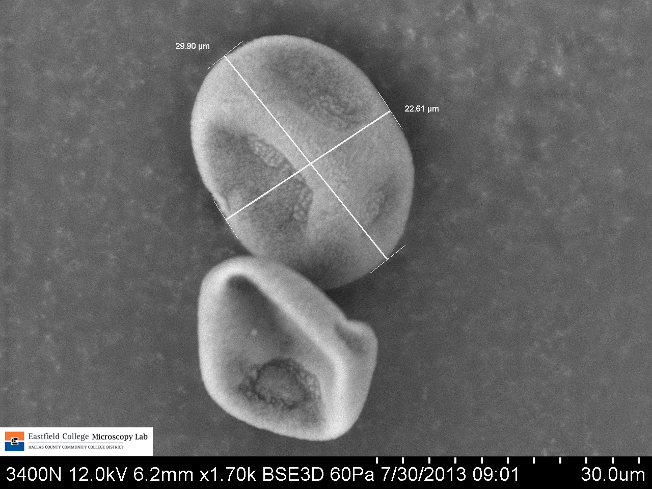 M. Gans Research Blog: Cyperus retrorsus - The Cylindric Sedge