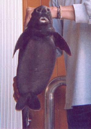 Tiburones en Galicia: Cerdo velero (Oxynotus paradoxus)