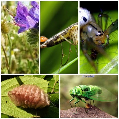 INSECTOS: Los insectos (Insecta) son una clase de animales ...
