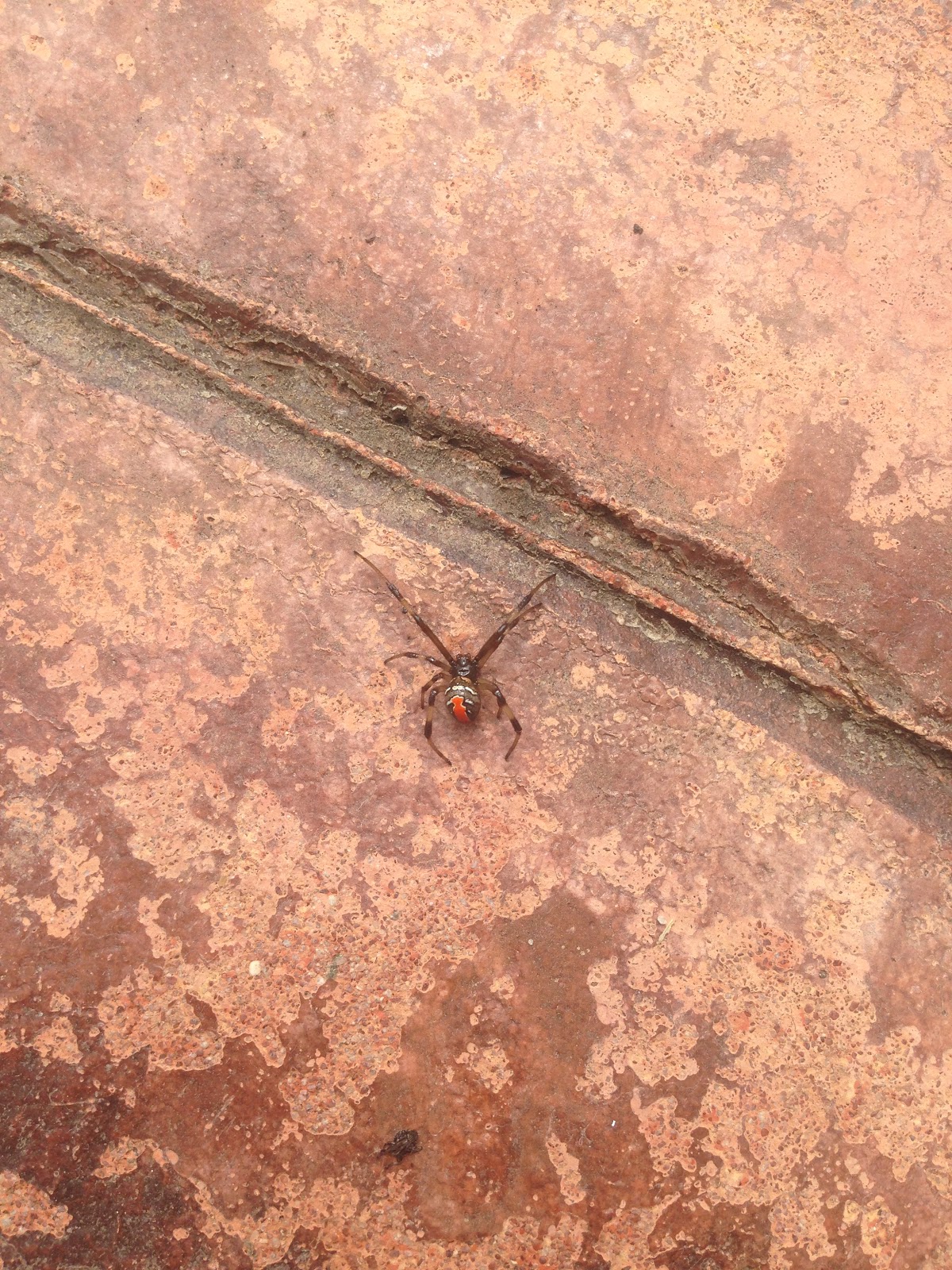 4ME: Our guest for today - Baby Red back