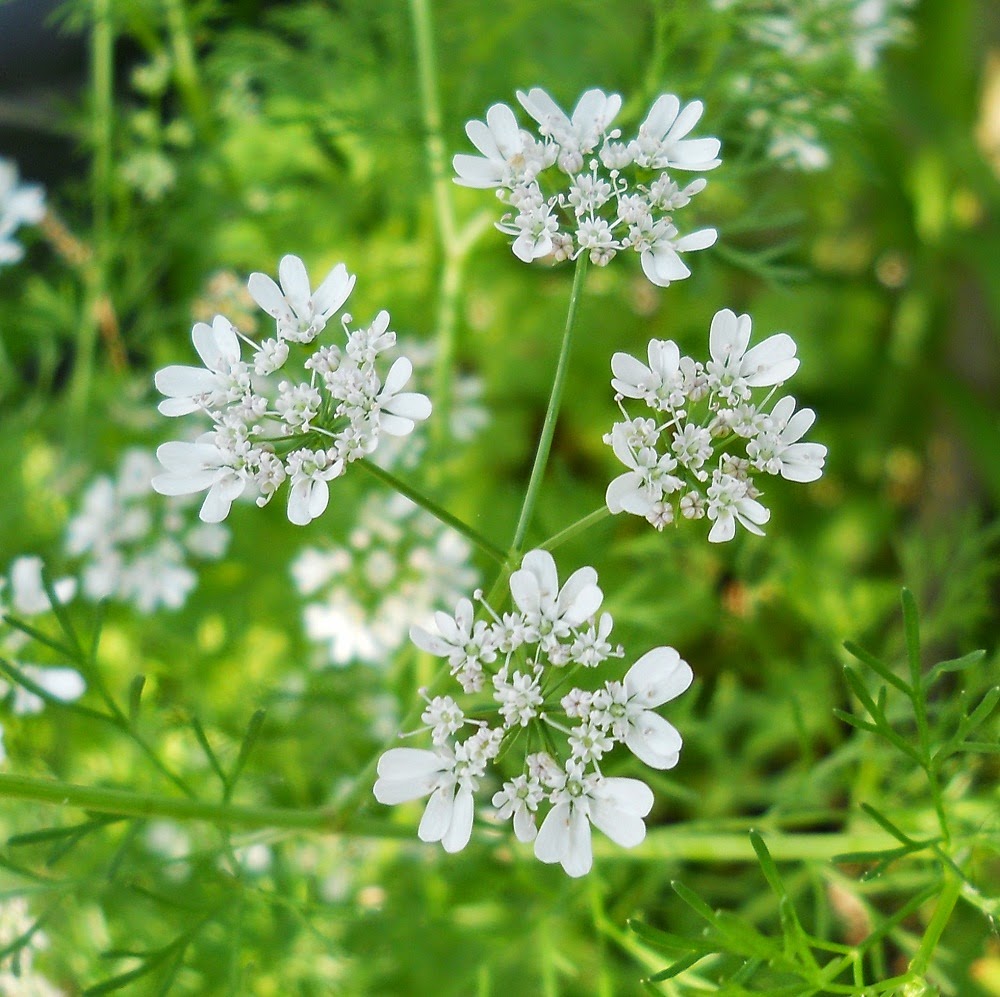 Plantas para hombres: Coriandrum sativum, cilantro