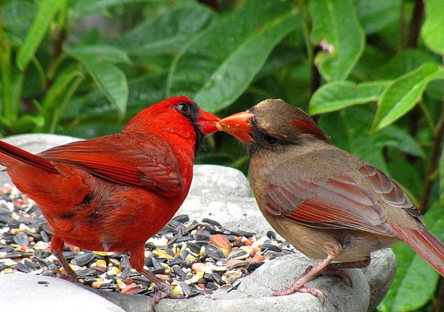 Most Beautiful Bird in the World, Cardinal |MyRokan