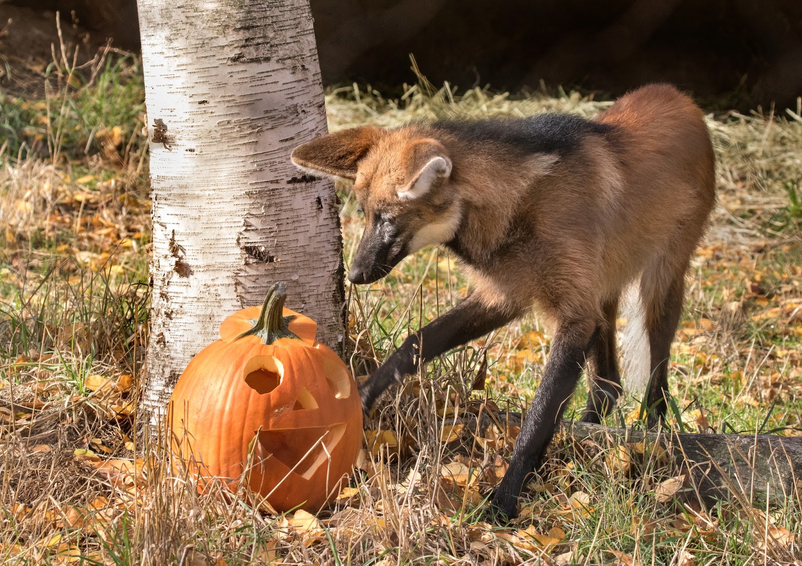 Welcome Joy and Scarlet, new maned wolves